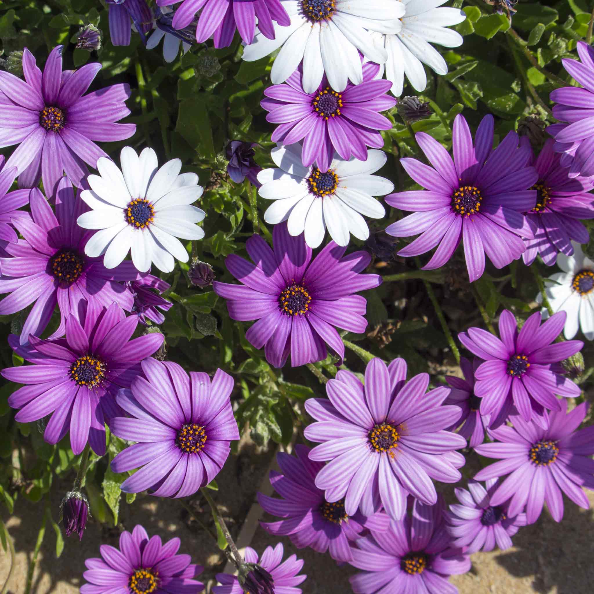 Cape Daisy Seeds - Ballade Mix | Flower Seeds in Packets & Bulk | Eden ...
