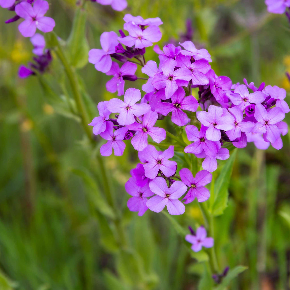 Dames Rocket Seeds - Violet | Flower Seeds in Packets & Bulk | Eden ...