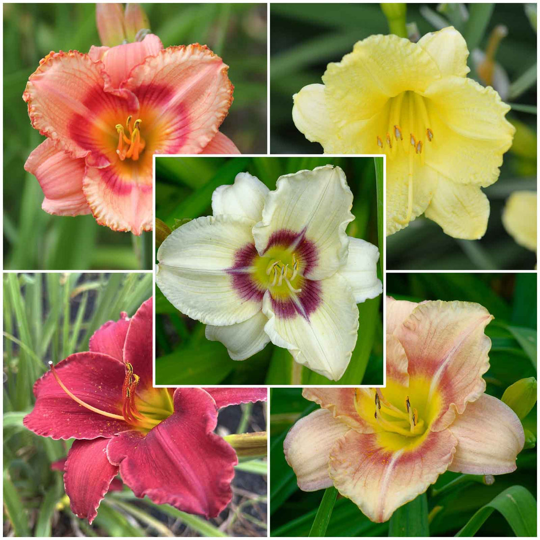 Daylily Roots- Fragrant Rebloomer Mixl | Spring Flower Bulbs | Eden ...