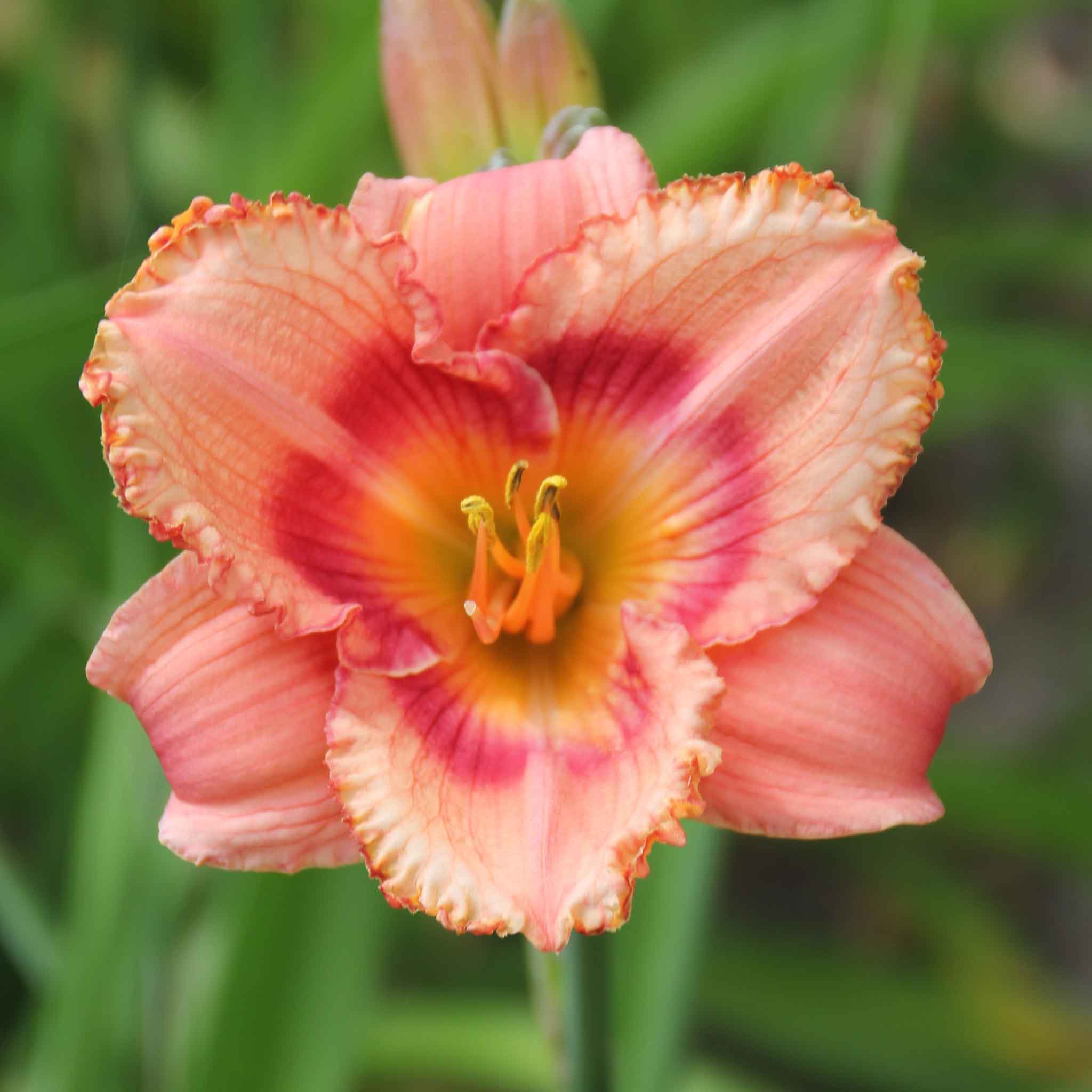 Daylily Roots- Fragrant Rebloomer Mixl | Spring Flower Bulbs | Eden ...