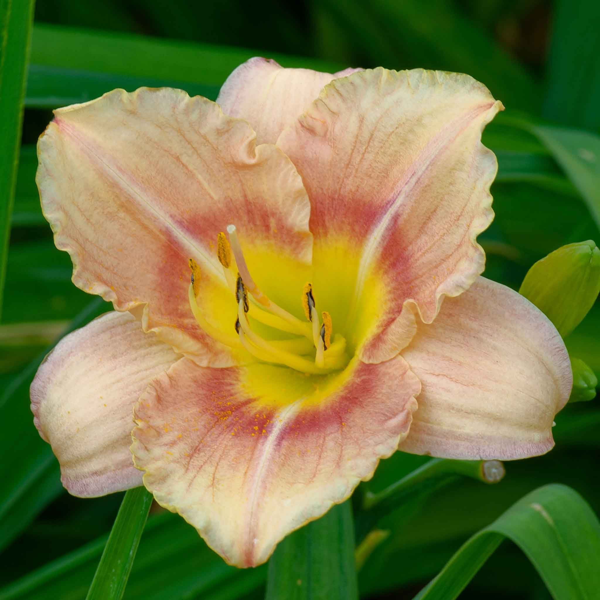 Daylily Roots- Fragrant Rebloomer Mixl | Spring Flower Bulbs | Eden ...