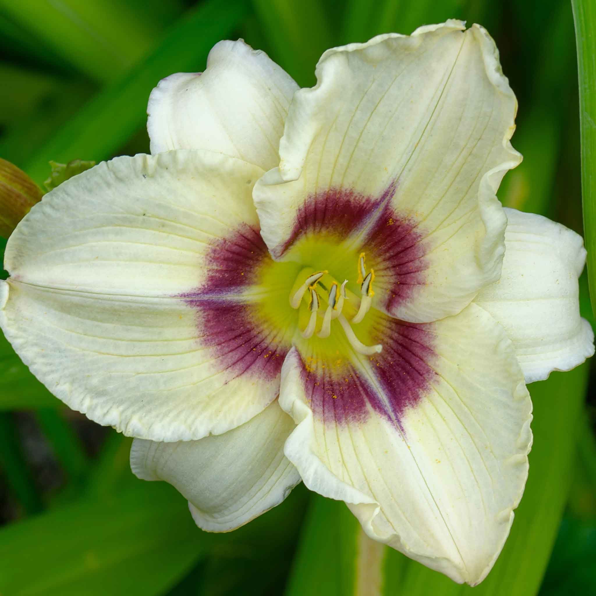 Daylily Roots- Fragrant Rebloomer Mixl | Spring Flower Bulbs | Eden ...