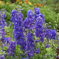 Delphinium Seeds - Dasante Blue | Flower Seeds in Packets & Bulk | Eden ...