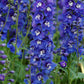 Delphinium Seeds - Dasante Blue | Flower Seeds in Packets & Bulk | Eden ...