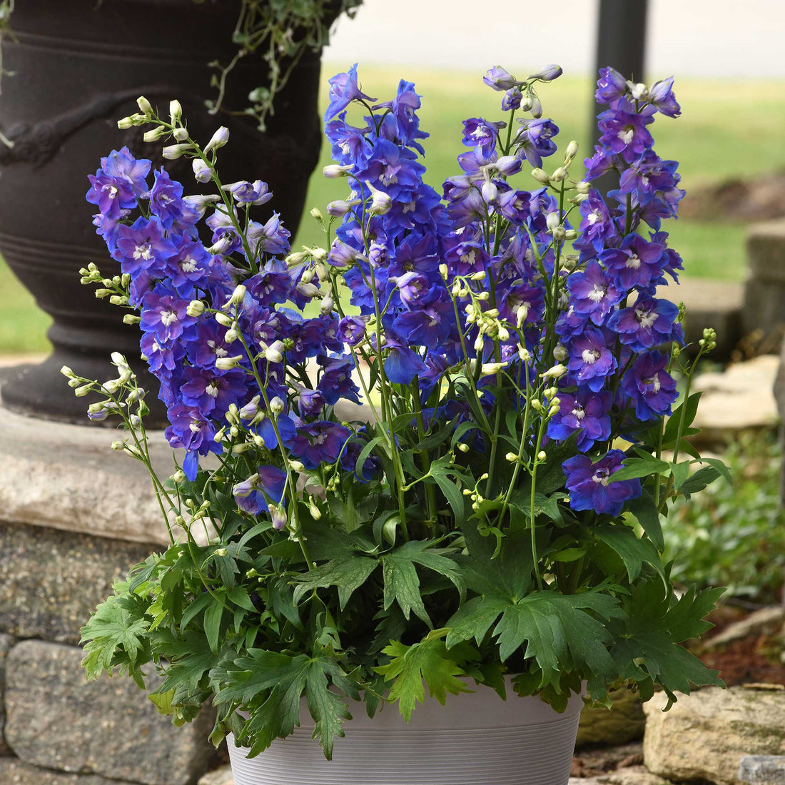 Delphinium Seeds - Dasante Blue | Flower Seeds in Packets & Bulk | Eden ...