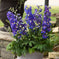 Delphinium Seeds - Dasante Blue | Flower Seeds in Packets & Bulk | Eden ...