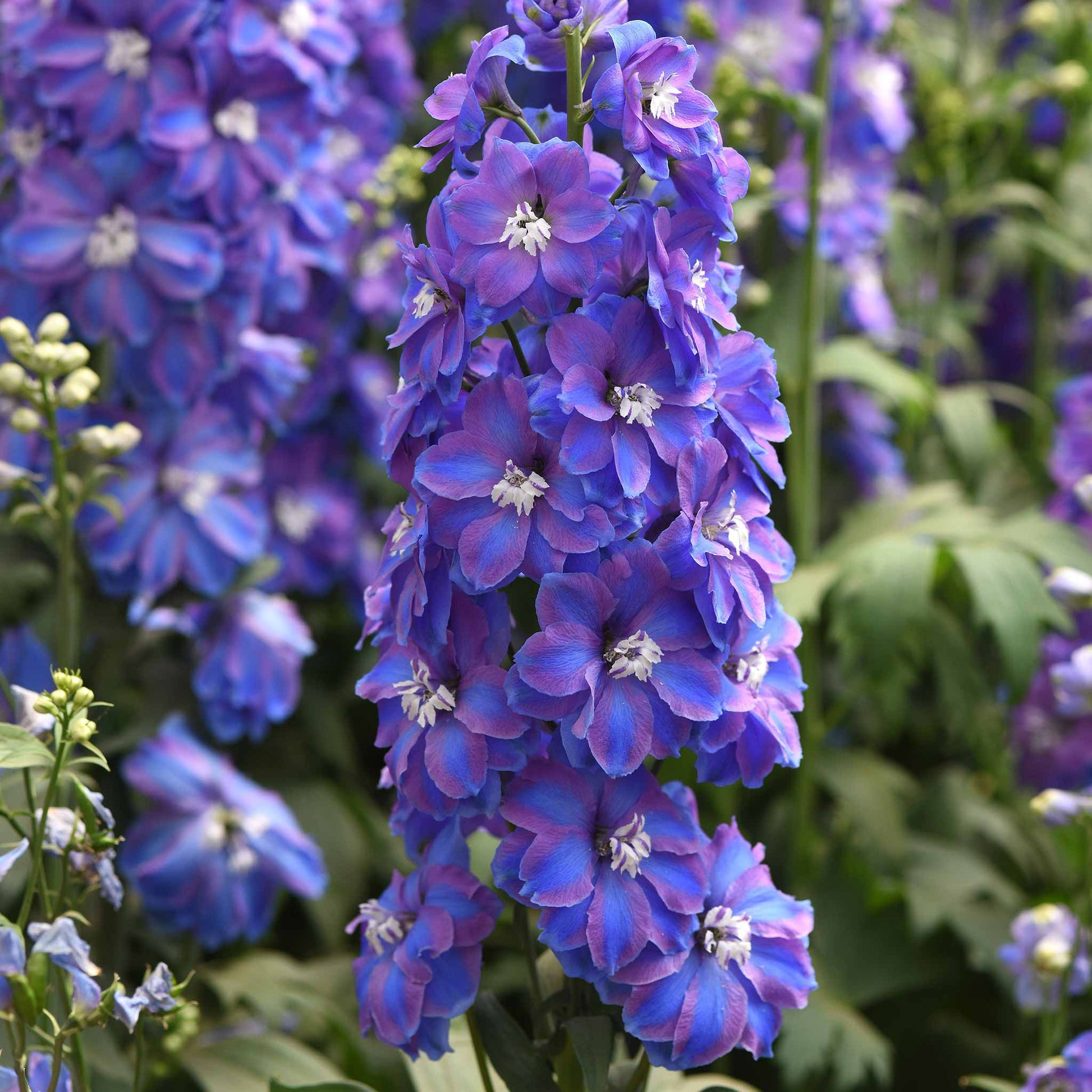 Delphinium Seeds - Guardian Blue | Flower Seeds in Packets & Bulk ...