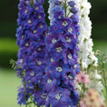 Delphinium Seeds - Guardian Blue | Flower Seeds in Packets & Bulk ...