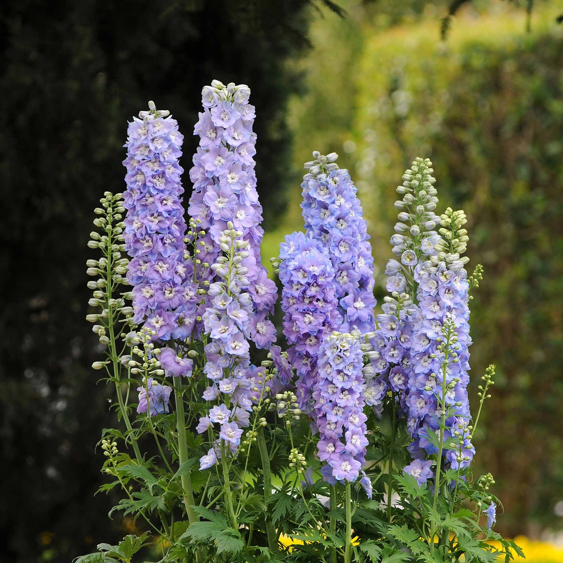 Delphinium Seeds - Guardian Lavender | Flower Seeds in Packets & Bulk ...