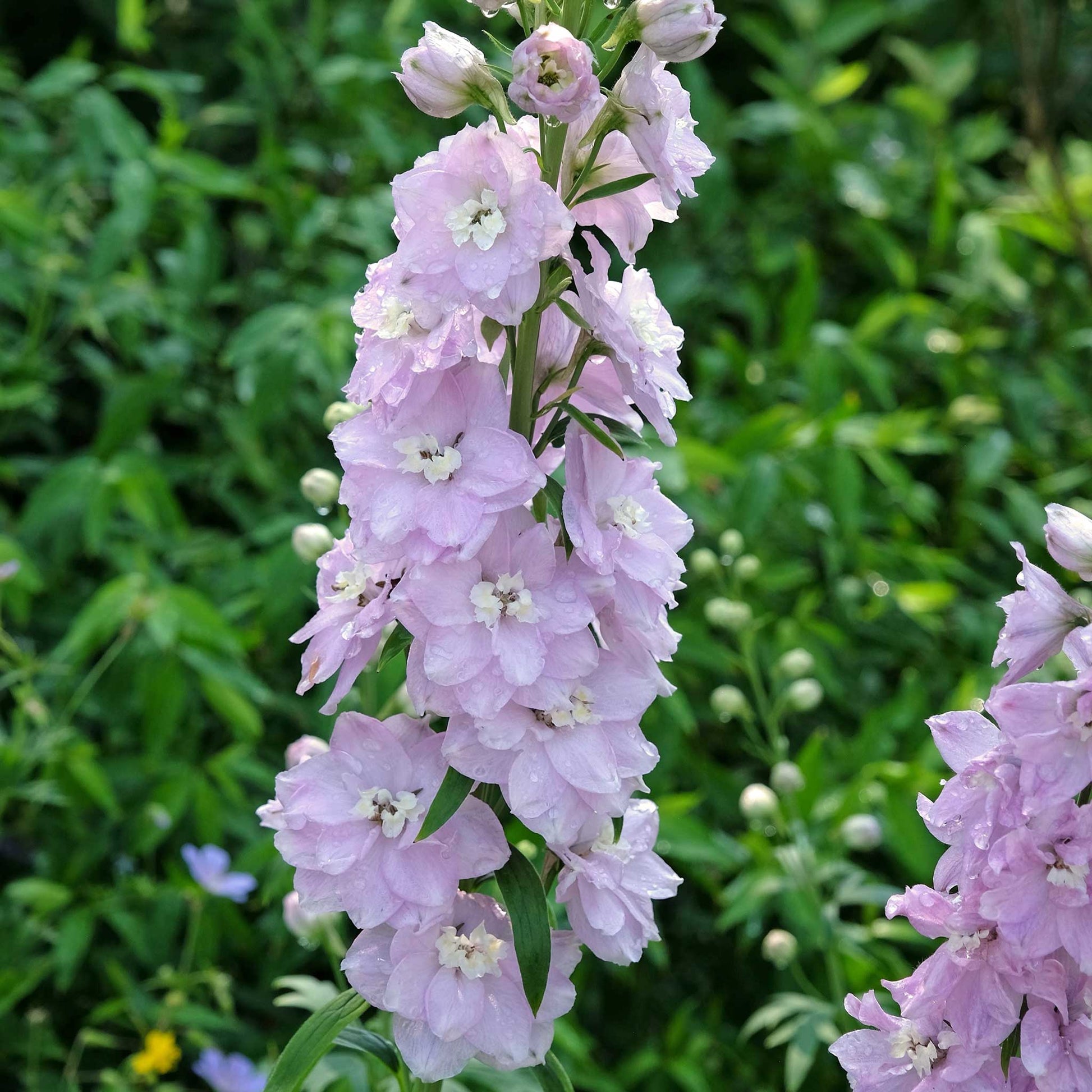 Delphinium Seeds - Magic Fountains Cherry Blossom White Bee | Flower ...