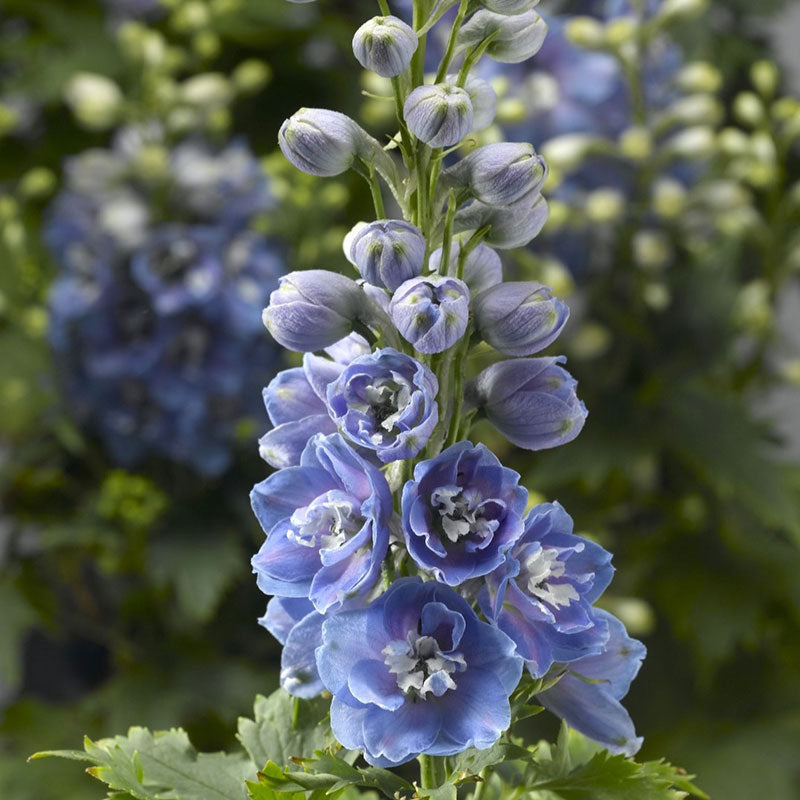 Delphinium Seeds - Magic Fountains Light Blue White Bee | Flower Seeds in Packets & Bulk | Eden ...