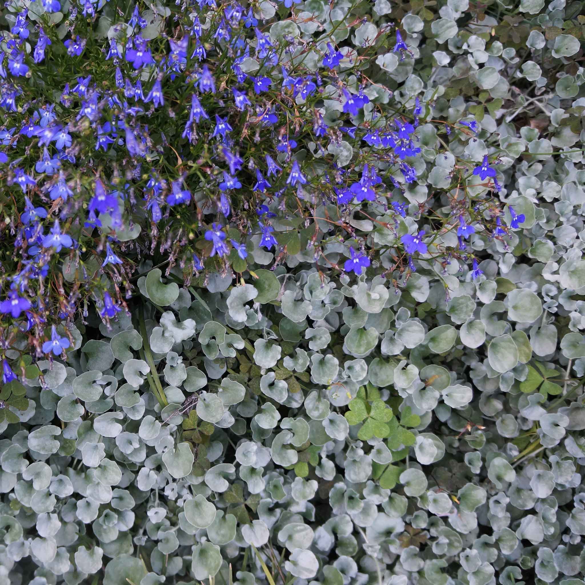 Dichondra Seeds - Silver Falls | Flower Seeds in Packets & Bulk | Eden ...
