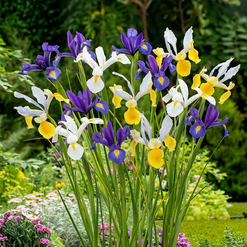 Dutch Iris Bulbs - Hollandica Mix | Fall Flower Bulbs | Eden Brothers