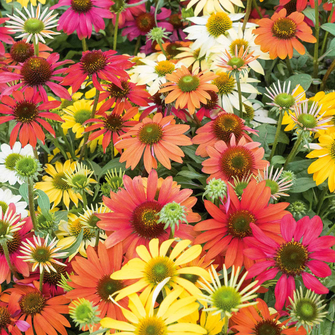 Echinacea Roots - Cheyenne Spirit | Flower Bulbs | Eden Brothers