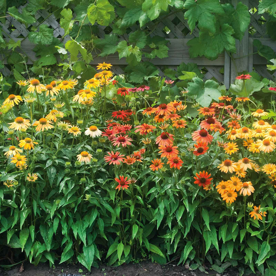 Echinacea Roots - Cheyenne Spirit | Flower Bulbs | Eden Brothers
