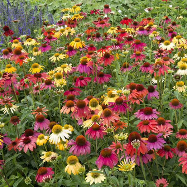 Echinacea Roots - Cheyenne Spirit | Flower Bulbs | Eden Brothers