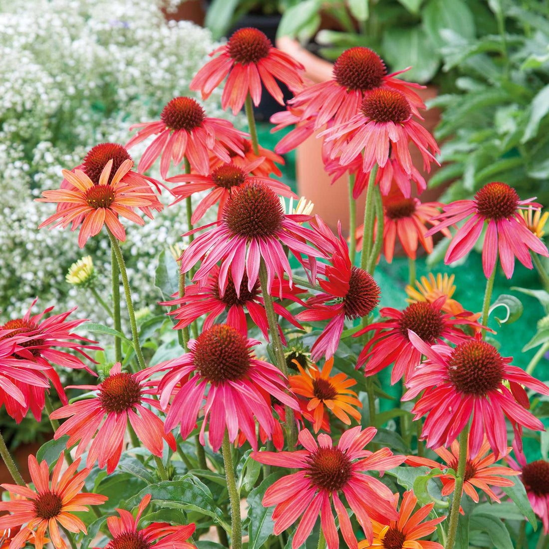 Echinacea Roots - Hot Summer | Flower Bulbs | Eden Brothers