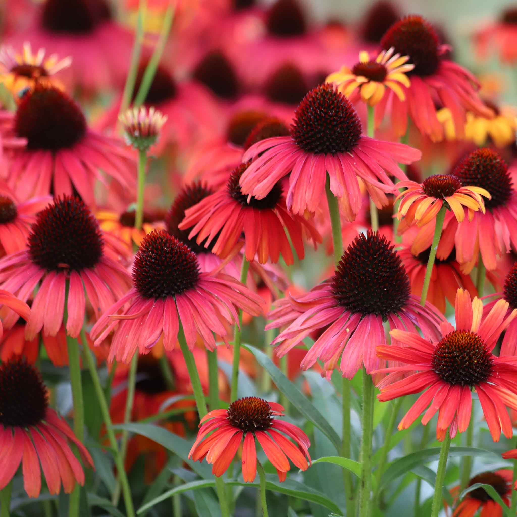 Echinacea Roots - Hot Summer | Flower Bulbs | Eden Brothers
