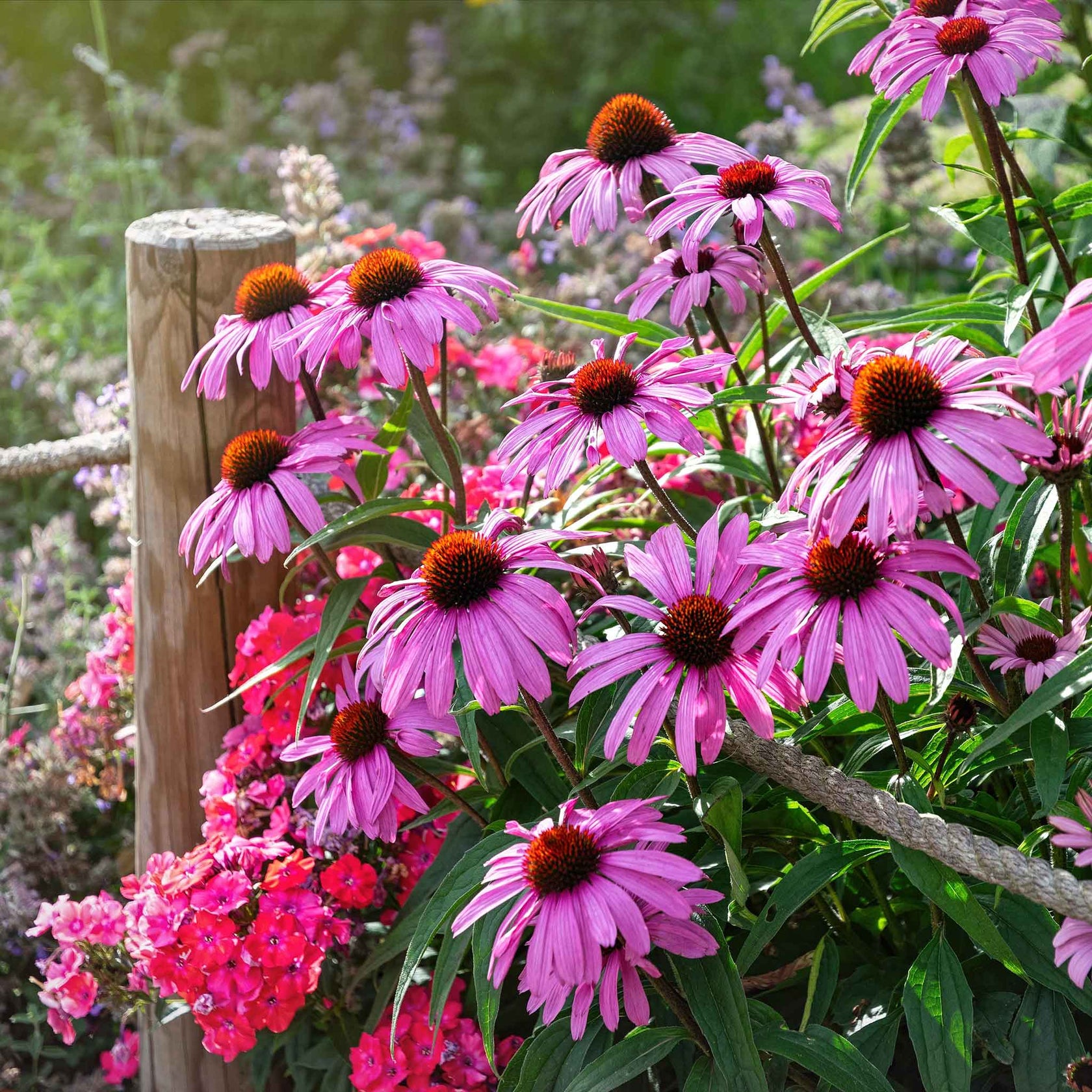 Echinacea Roots - Purple | Flower Bulbs | Eden Brothers