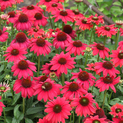 Echinacea Roots - Sombrero Salsa Red | Flower Bulbs | Eden Brothers