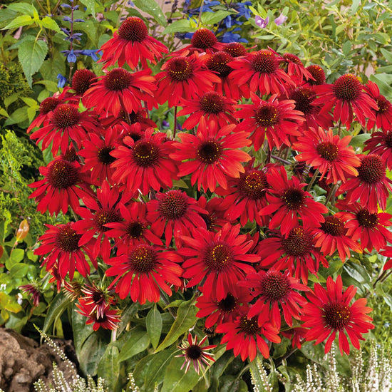 Echinacea Roots - Sombrero Salsa Red | Flower Bulbs | Eden Brothers