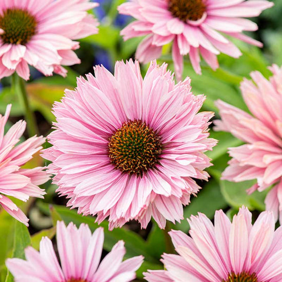 Echinacea Roots - Sunseekers Salmon | Flower Bulbs | Eden Brothers