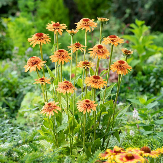 Echinacea Roots - Supreme Cantaloupe | Flower Bulbs | Eden Brothers