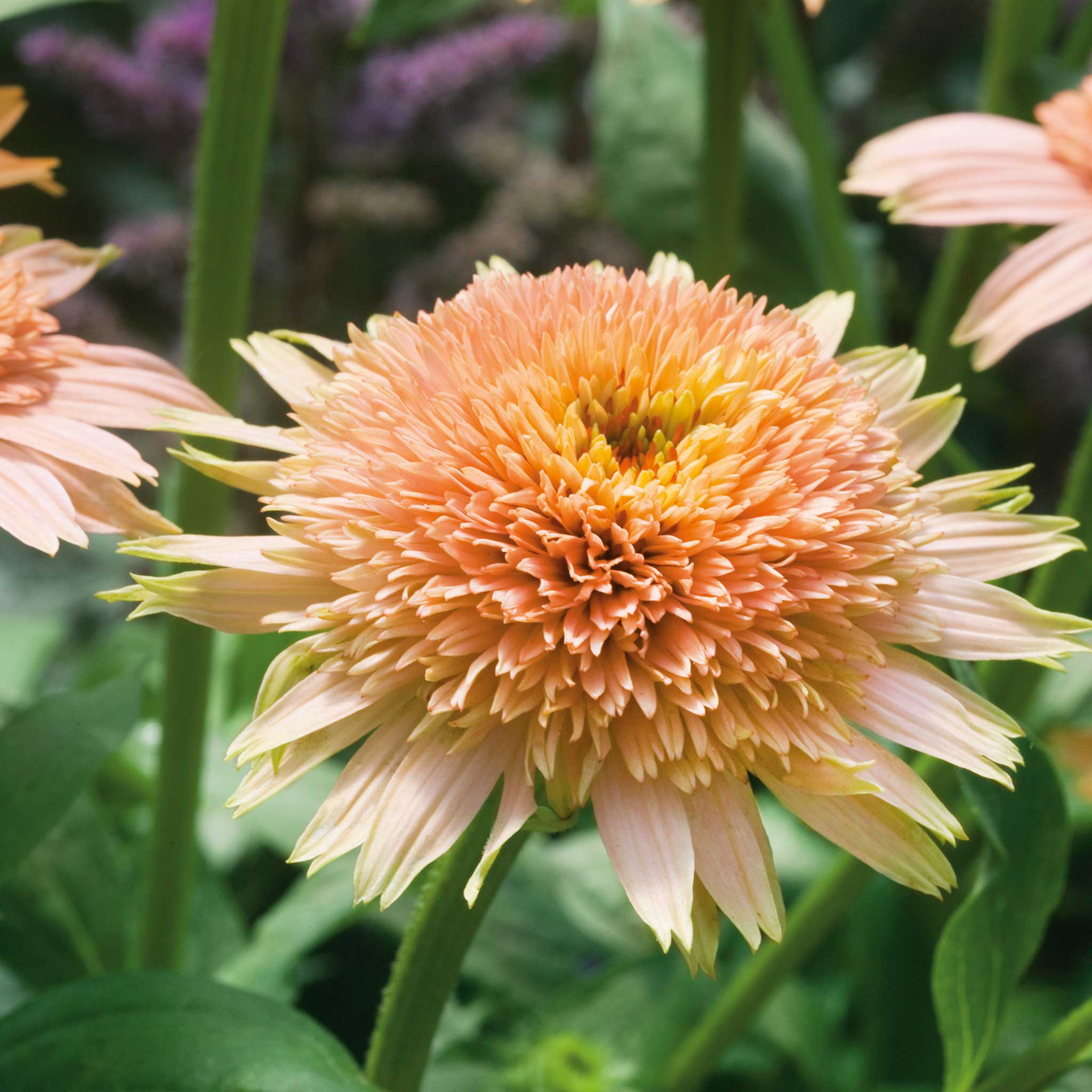 Echinacea Roots - Supreme Cantaloupe | Flower Bulbs | Eden Brothers