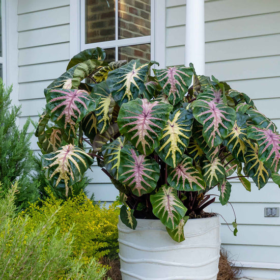 Elephant Ear Bulbs - Royal Hawaiian® Waikiki | Spring Flower Bulbs ...