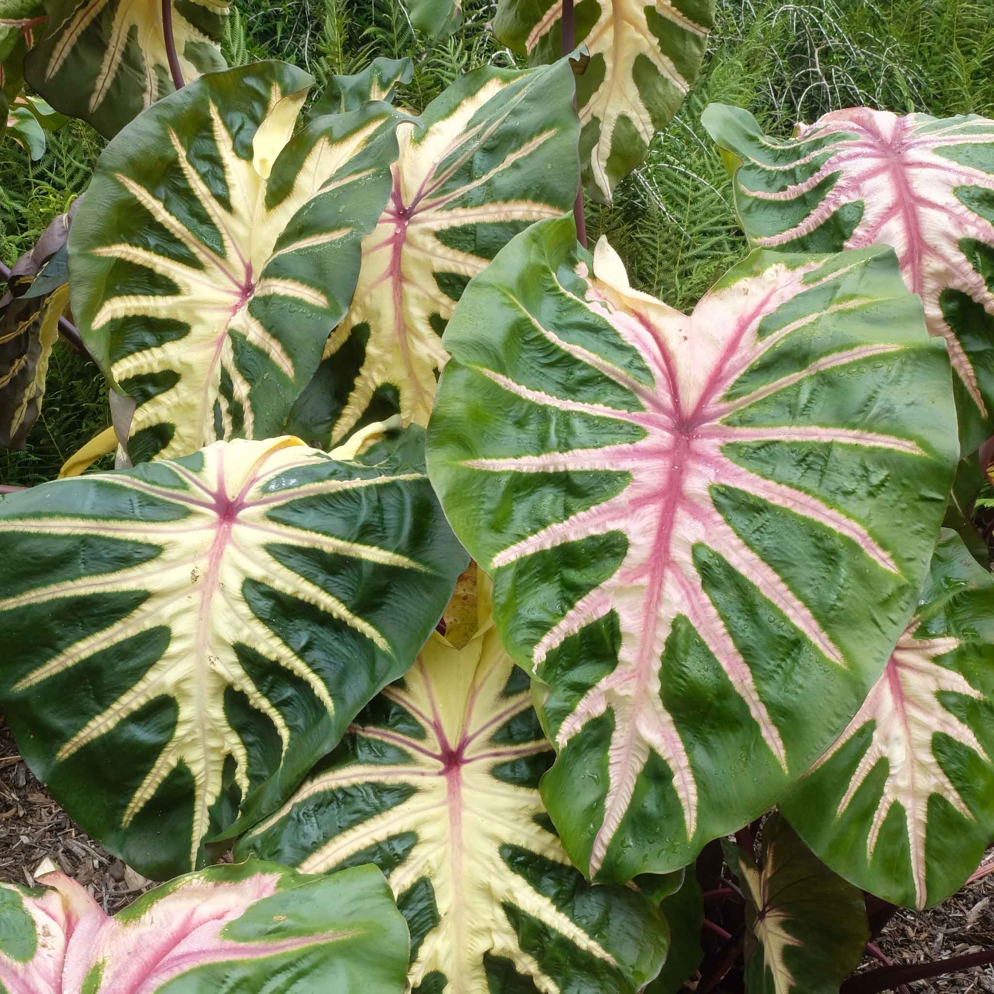 Elephant Ear Bulbs - Royal Hawaiian® Waikiki | Spring Flower Bulbs ...