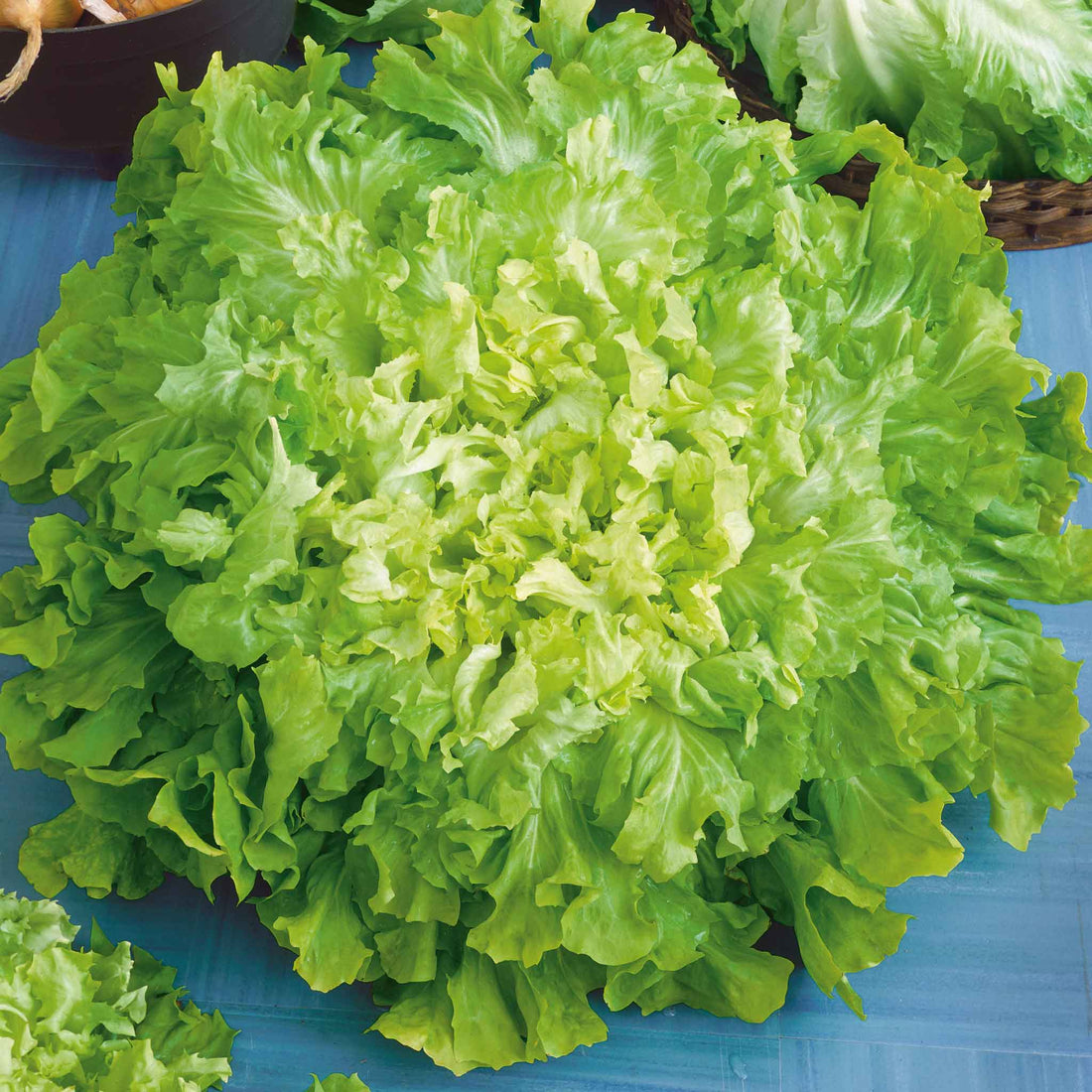 Endive (Escarole) Seeds - Broadleaf Batavian | Vegetable Seeds in ...