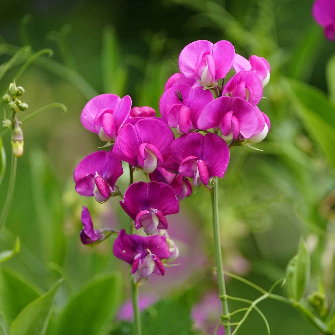 Everlasting Pea Seeds | Flower Seeds in Packets & Bulk | Eden Brothers