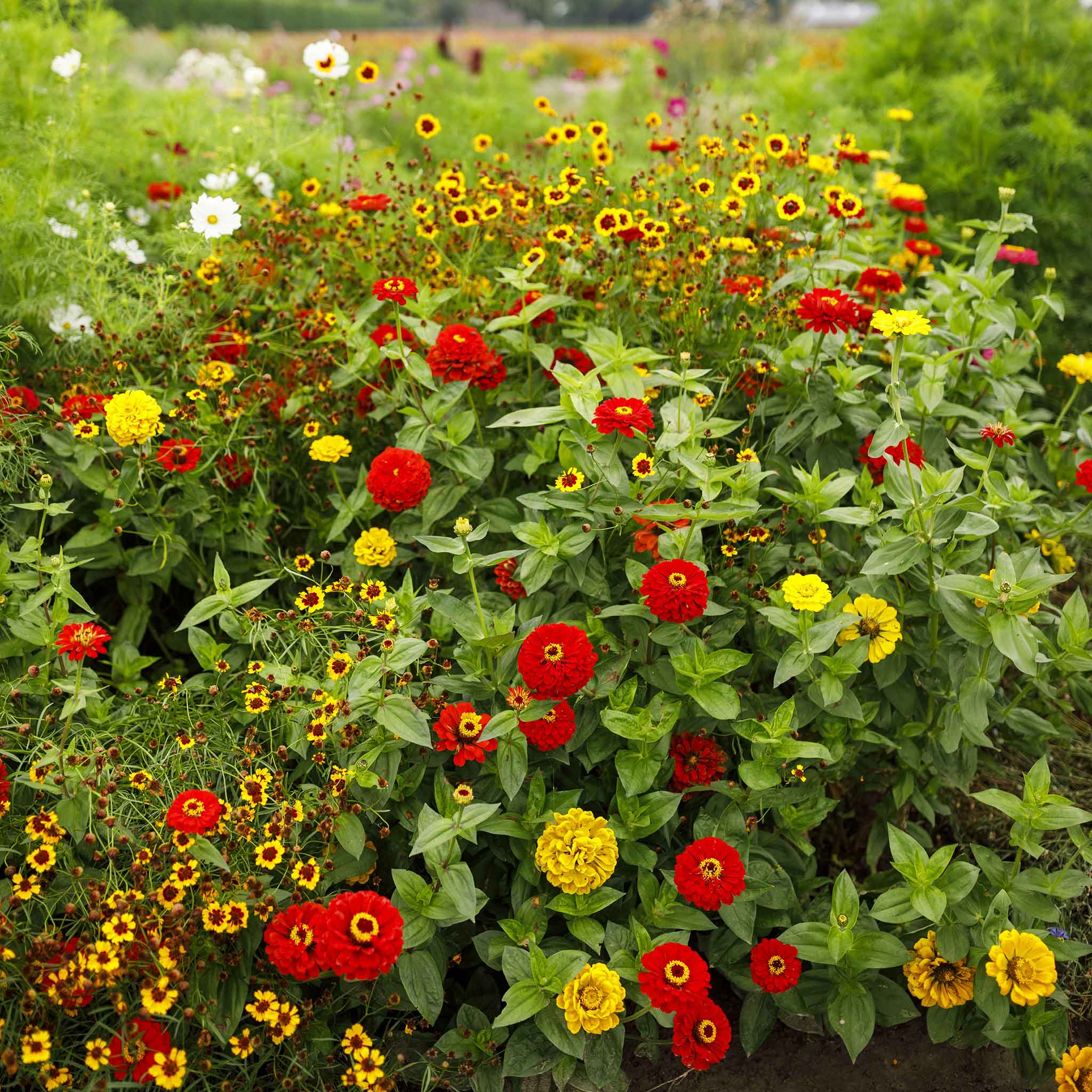 Fiery Mix - Yellow & Red Flower Seed Mix | Wildflower Seeds | Eden Brothers