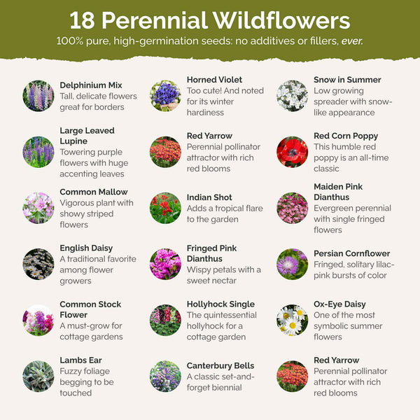 First Year Flowering Perennial Wildflower Seed Mix – Eden Brothers