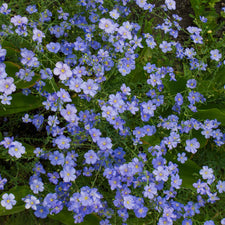 Blue Flower Seeds and Bulbs | Shop 115 Varieties | Eden Brothers