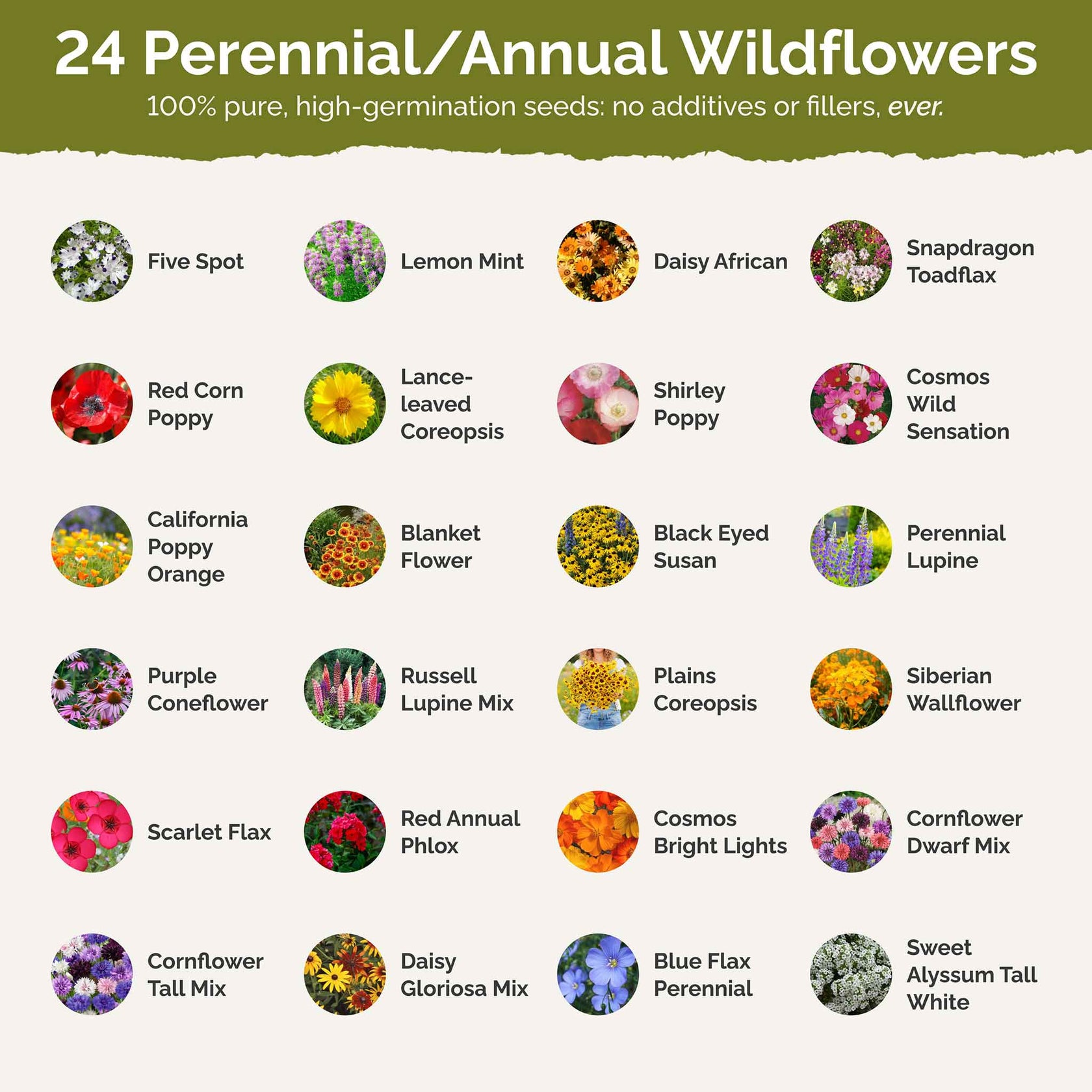 Florida Wildflower Seed Mix | Wildflower Seeds | Eden Brothers