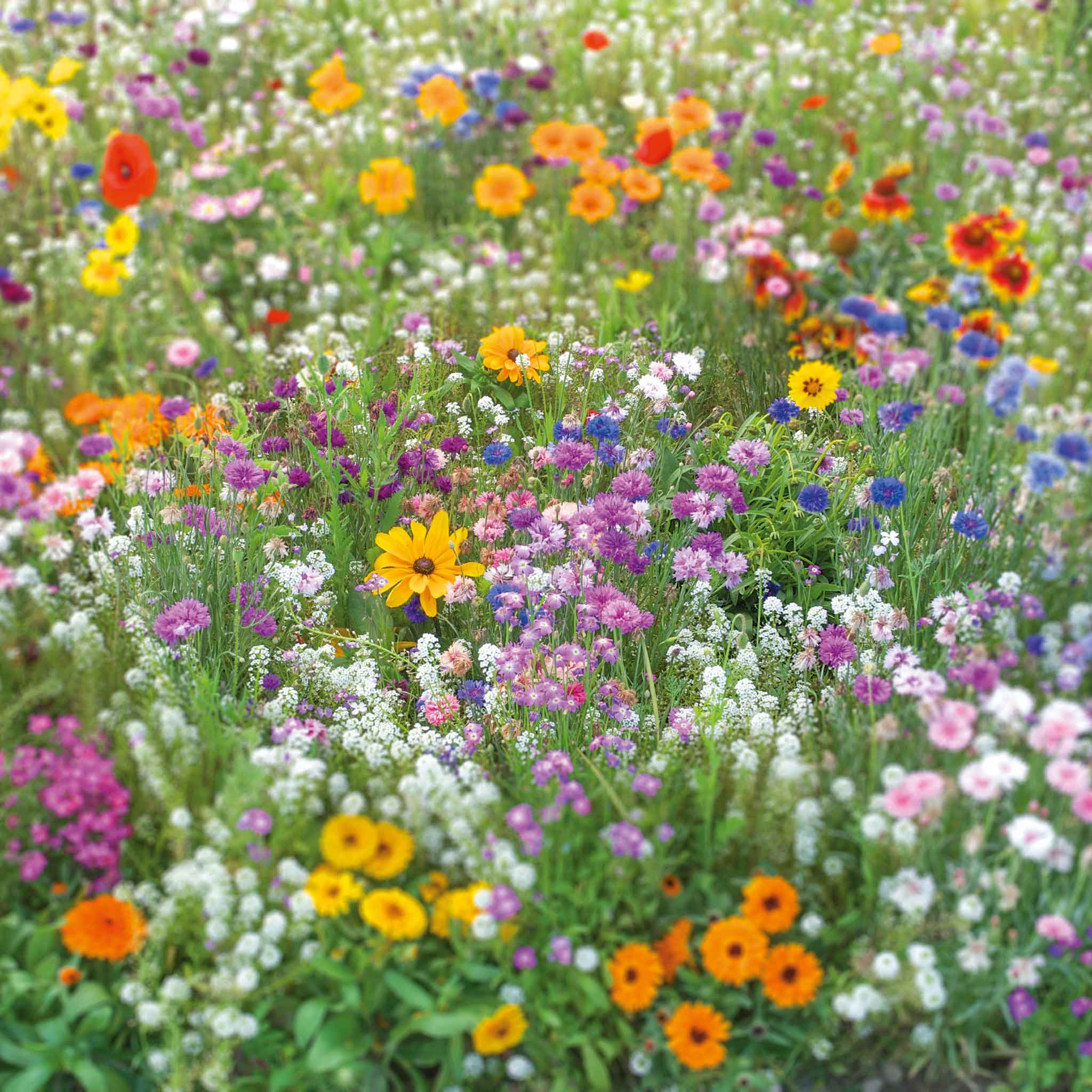 Flowery Fields Forever Flower Seed Mix | Wildflower Seeds | Eden Brothers