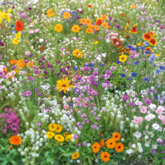 Eden Brothers Exclusive Flower Mixes | 34 Varieties | Eden Brothers