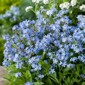 Forget-Me-Not Seeds | Shop 8 Varieties | Eden Brothers