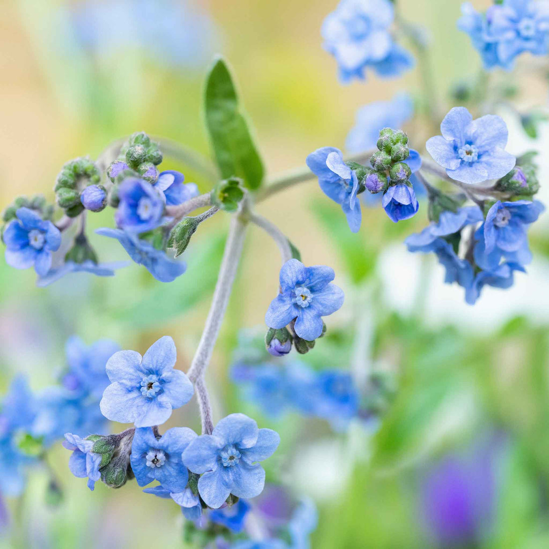 Chinese Forget Me Not Seeds | Flower Seeds in Packets & Bulk | Eden ...