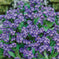 Forget Me Not Seeds - Indigo Blue | Flower Seeds in Packets & Bulk ...