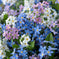 Forget Me Not Seeds - Mixed Colors | Flower Seeds in Packets & Bulk ...