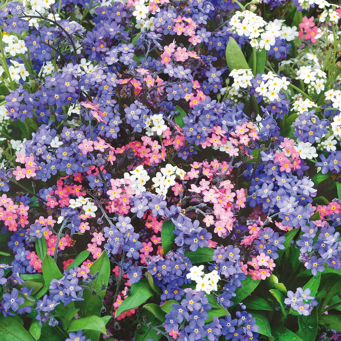 Forget Me Not Seeds - Mixed Colors | Flower Seeds in Packets & Bulk ...