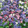 Forget Me Not Seeds - Mixed Colors | Flower Seeds in Packets & Bulk ...
