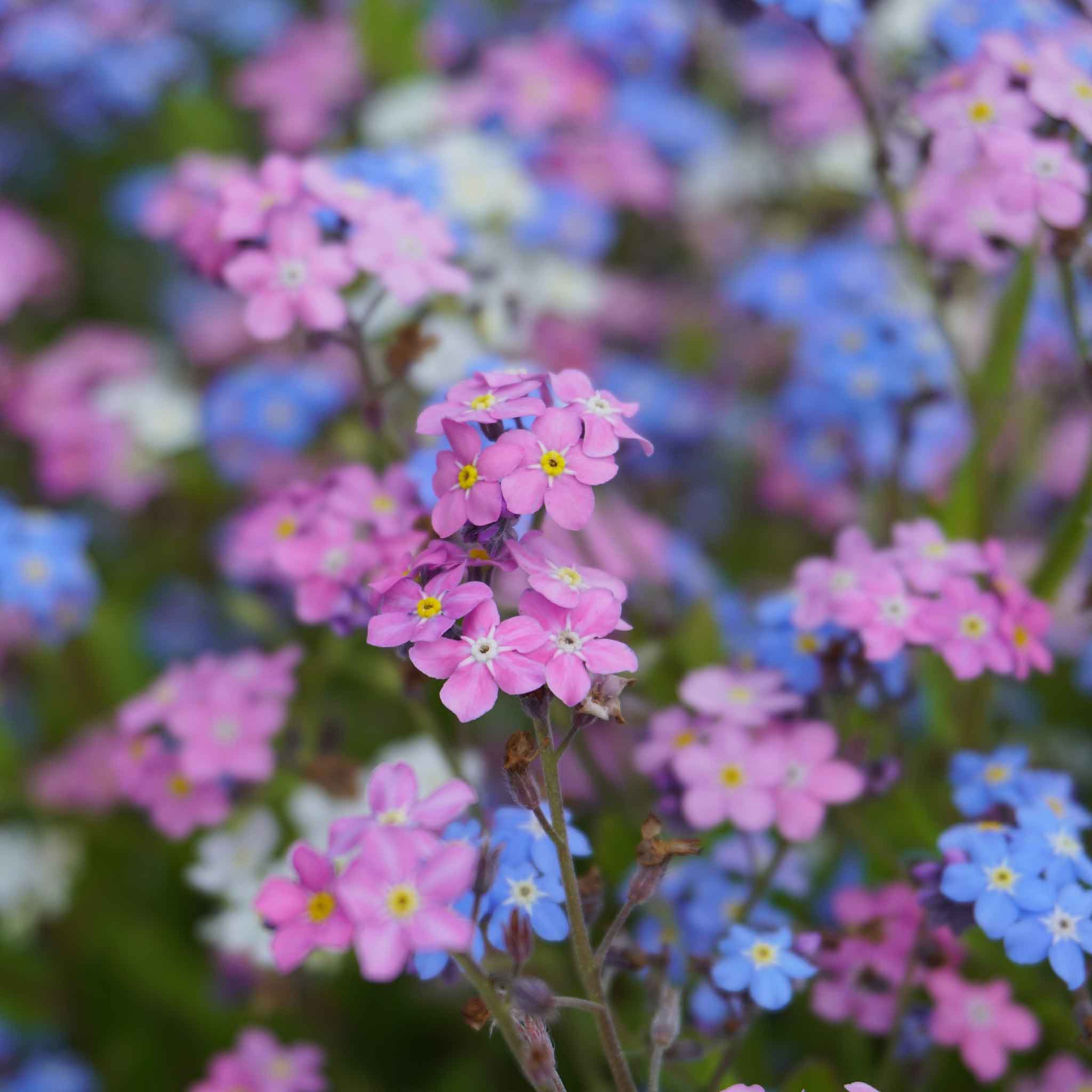 Forget Me Not Seeds - Mixed Colors | Flower Seeds in Packets & Bulk ...