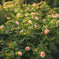 Four O'Clock Seeds - Salmon Sunset | Flower Seeds in Packets & Bulk ...