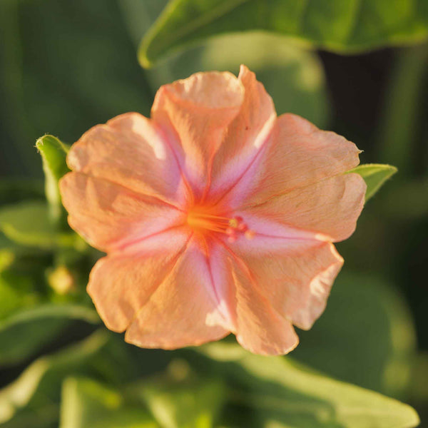 Four O'Clock Seeds - Salmon Sunset | Flower Seeds in Packets & Bulk ...