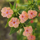 Four O'Clock Seeds - Salmon Sunset | Flower Seeds in Packets & Bulk ...