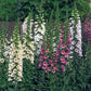 Foxglove Seeds - Camelot Mix | Flower Seeds in Packets & Bulk | Eden ...