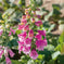 Foxglove Seeds - Foxy Mix | Flower Seeds in Packets & Bulk | Eden Brothers